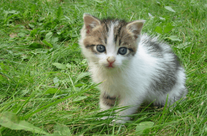 kuromi:fox5ydxdt58= aesthetic:mh-r3tv3kz0= hello kitty - Legacy Sports News